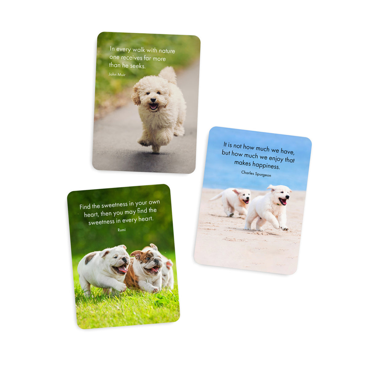 Affirmations - Pupparazzi - 24 Animal affirmation cards + stand – MeeQ